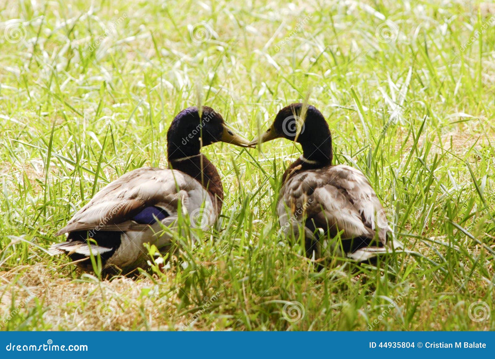 Ducks in love stock photo. Image of nice, garden, brown - 44935804