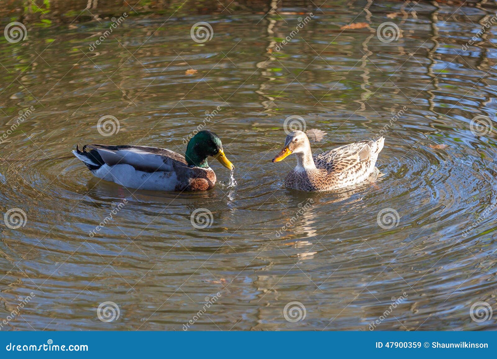 Ducks in Love stock image. Image of outdoors, detail - 47900359