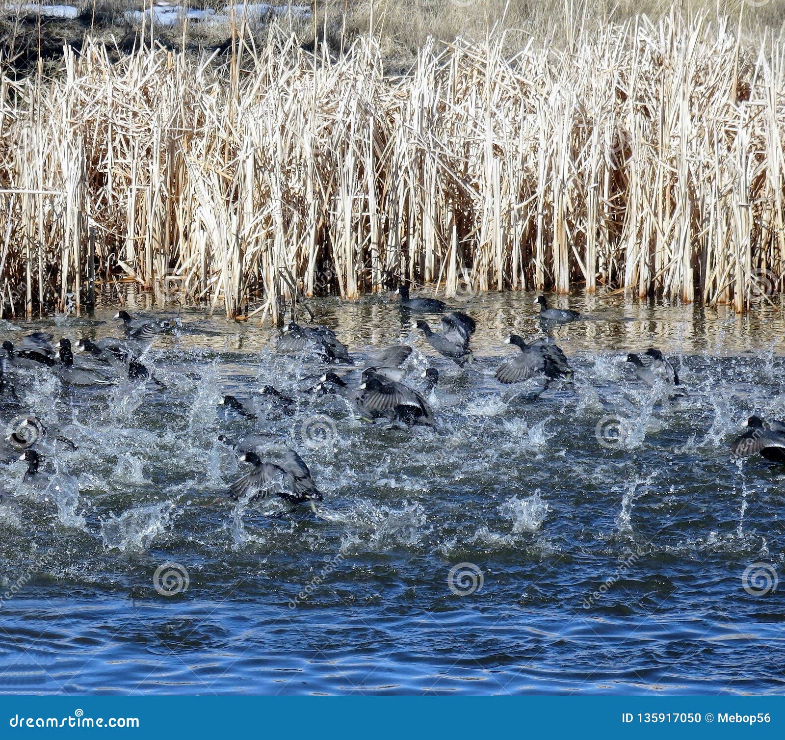 Quick get away stock photo. Image of fowel, birds, ducks - 135917050