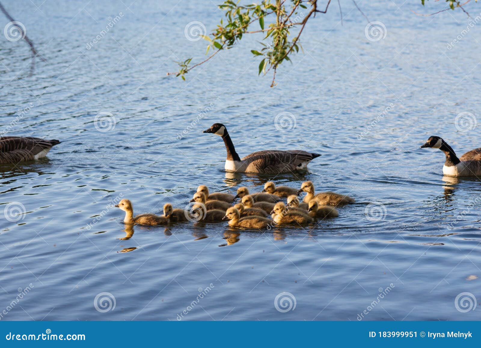 Ducks and Many Ducklings Swimming on Blue Lake Stock Image - Image of ...