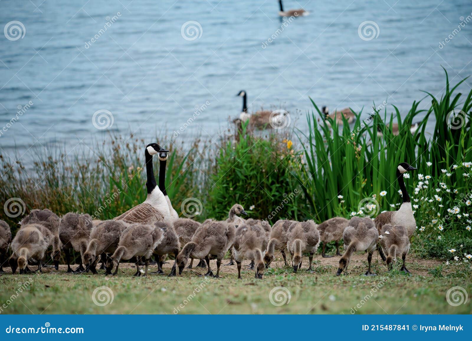 Ducks and Many Ducklings Swimming on the Lake in Spring Day Stock Image ...