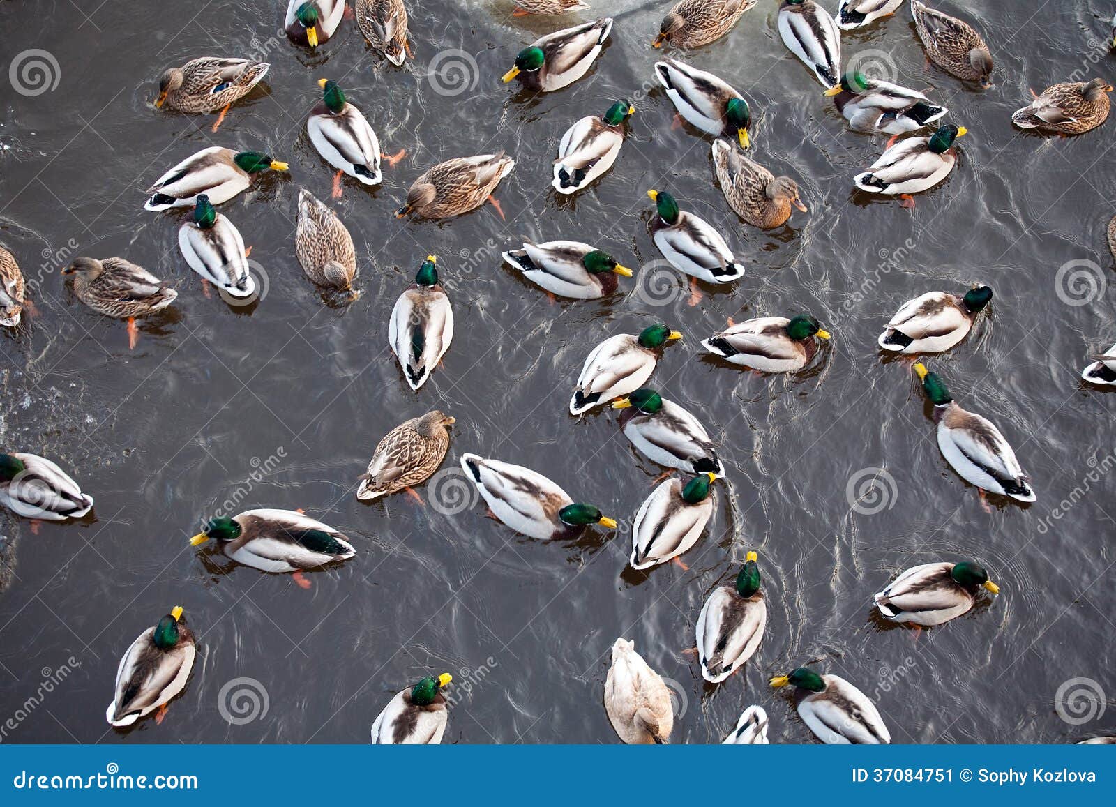 Ducks stock image. Image of duck, wildlife, view, ducks - 37084751