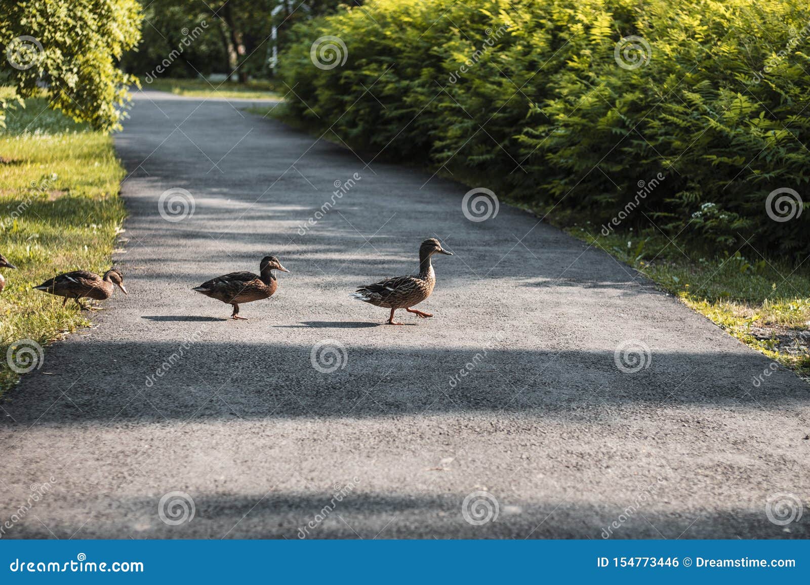 Ducks Marching in a Row in the Park Stock Photo - Image of green, pets ...