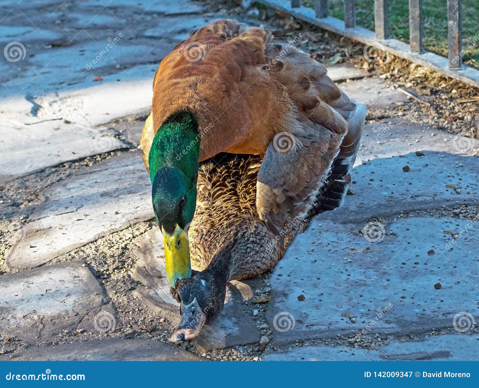 Ducks Mating at a Local Park Stock Image - Image of fowl, female: 142009347