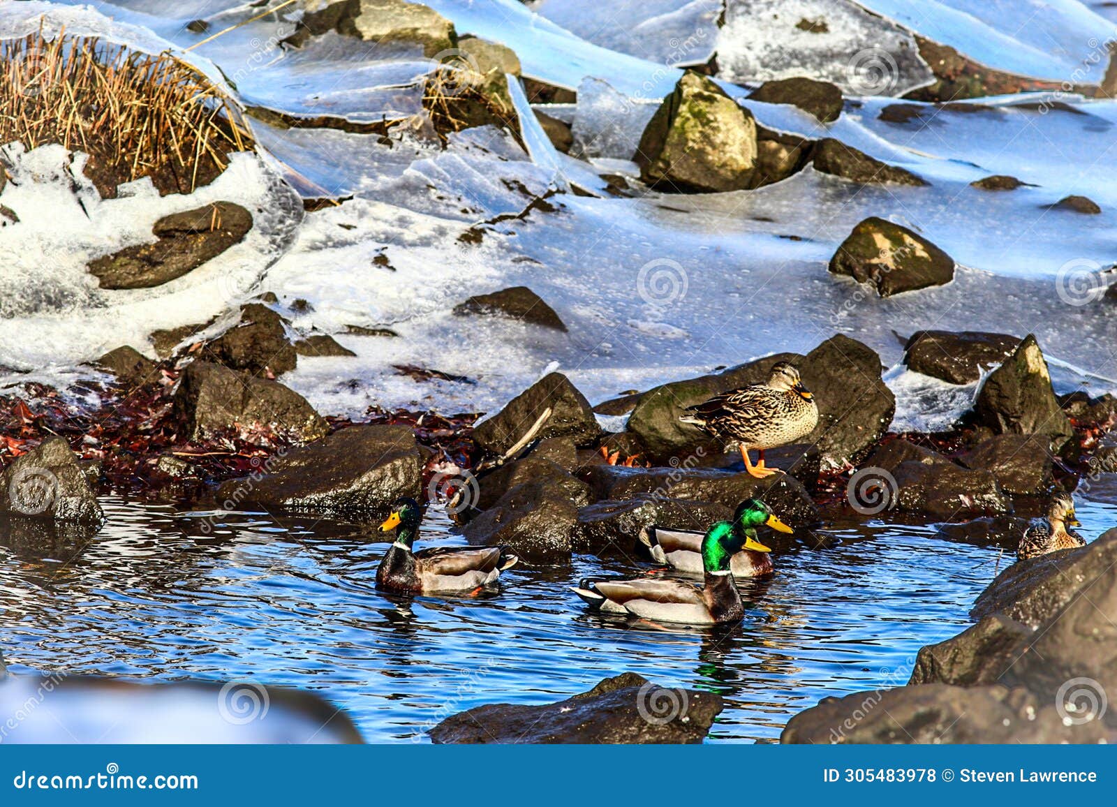 Ducks Chilling in the Arctic Stock Photo - Image of mating, chilling ...