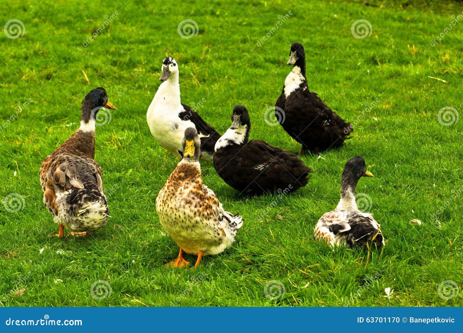 Ducks Meeting Point on a Green Meadow Stock Photo - Image of feather ...
