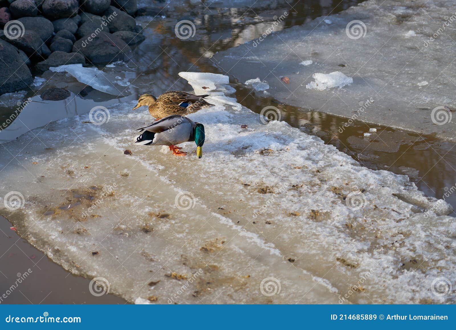 Ducks on Melting Ice on the Spring River Stock Image - Image of drift ...