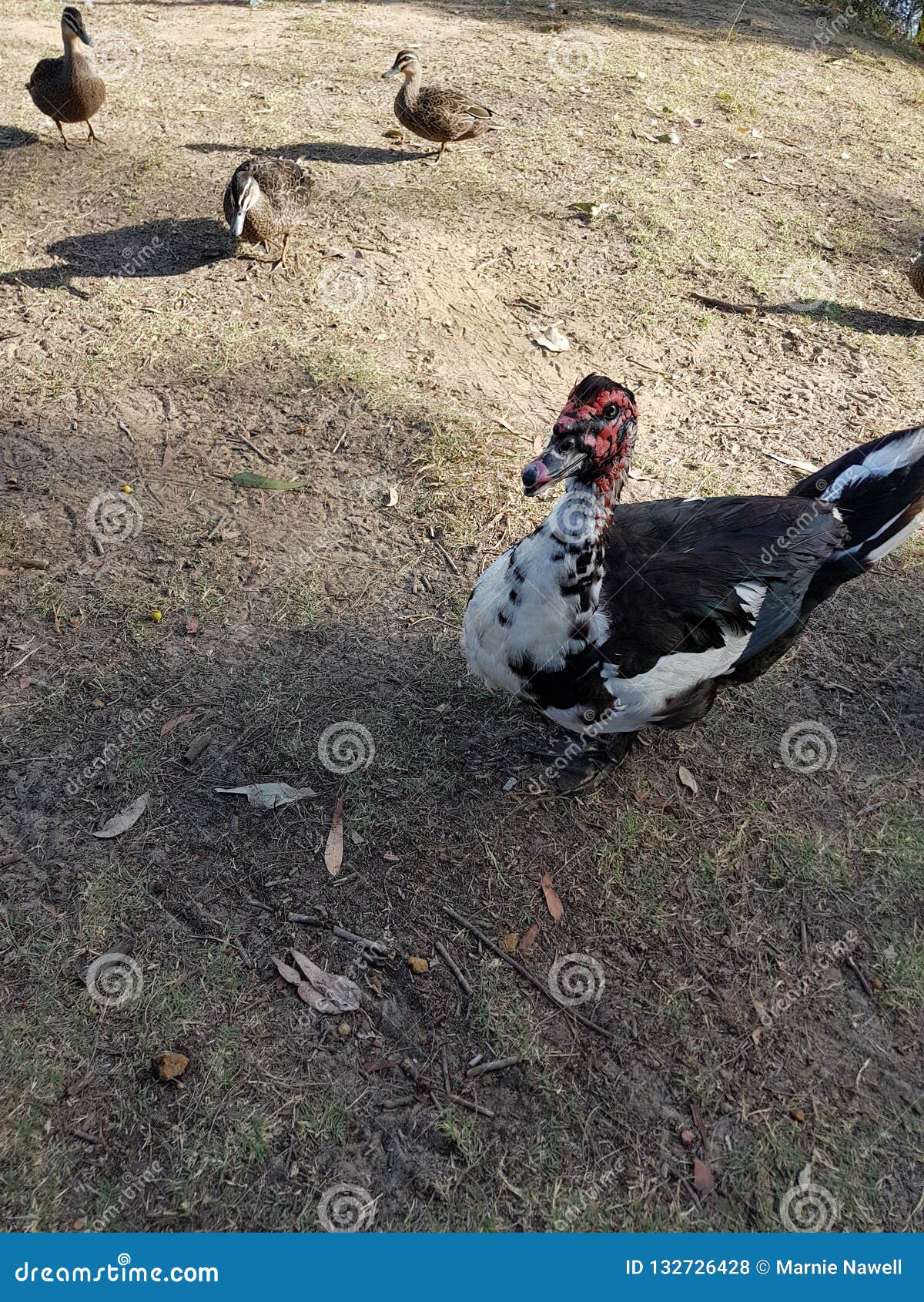 Ducks on the River stock photo. Image of pool, minninup - 132726428