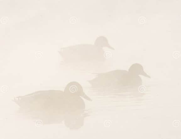 Ducks in the mist stock image. Image of dawn, animals - 2439179