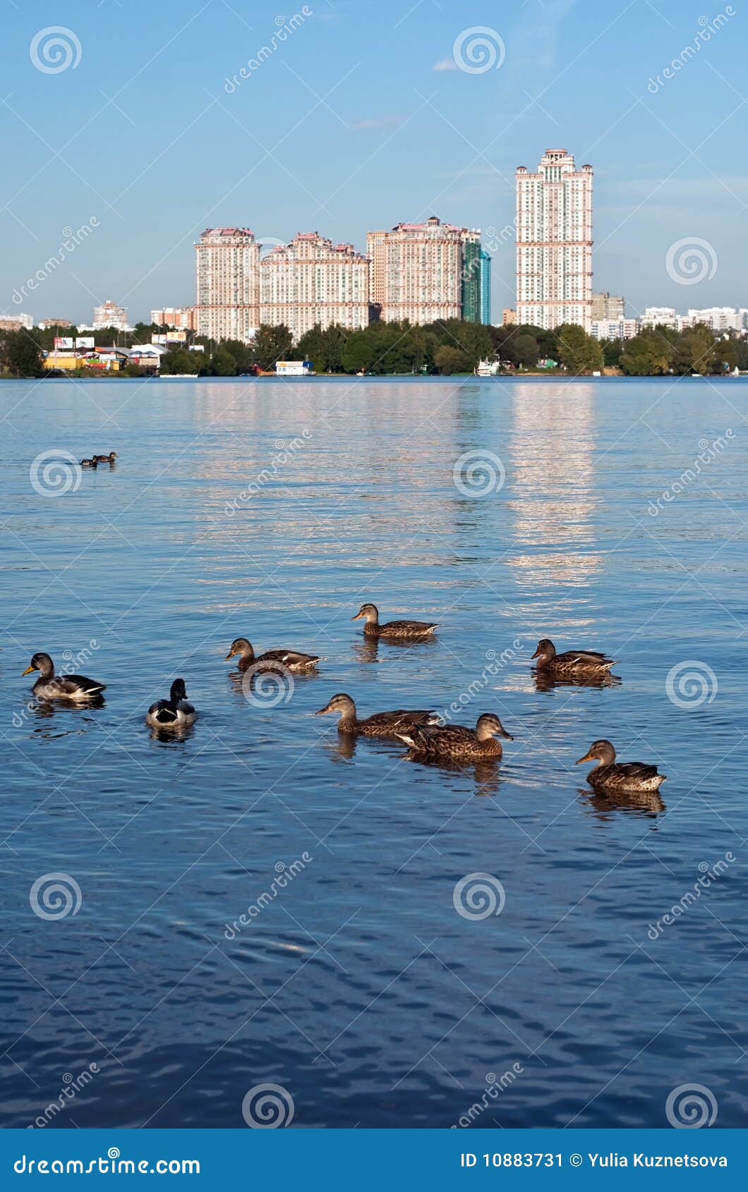 Ducks, Moscow river stock image. Image of exterior, outdoors - 10883731