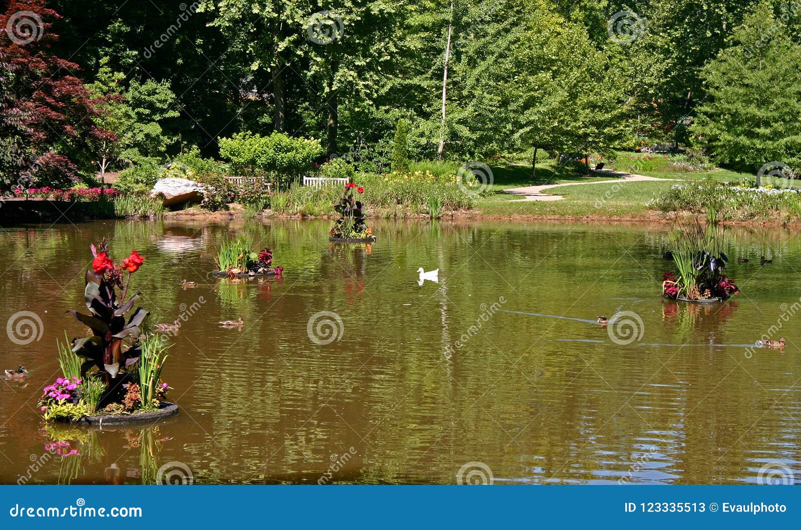 Ducks & Muddy Pond stock image. Image of animal - 123335513