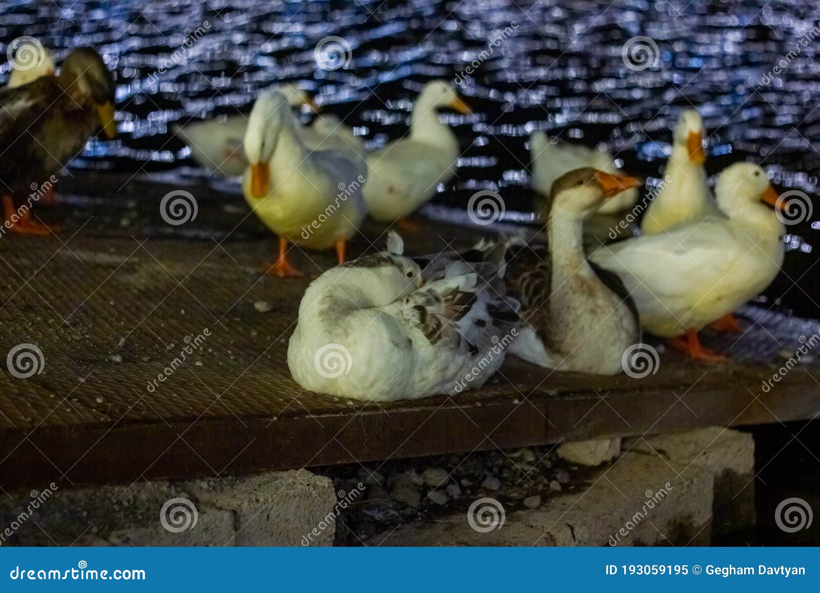The Ducks in the Night in Park Stock Image - Image of goose, grass ...