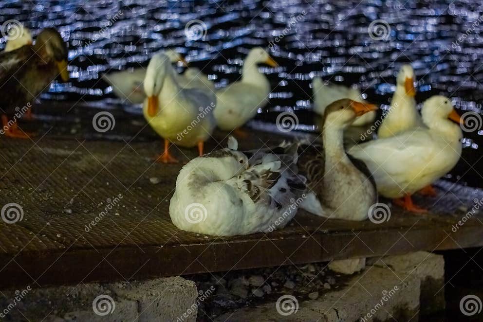 The Ducks in the Night in Park Stock Image - Image of goose, grass ...