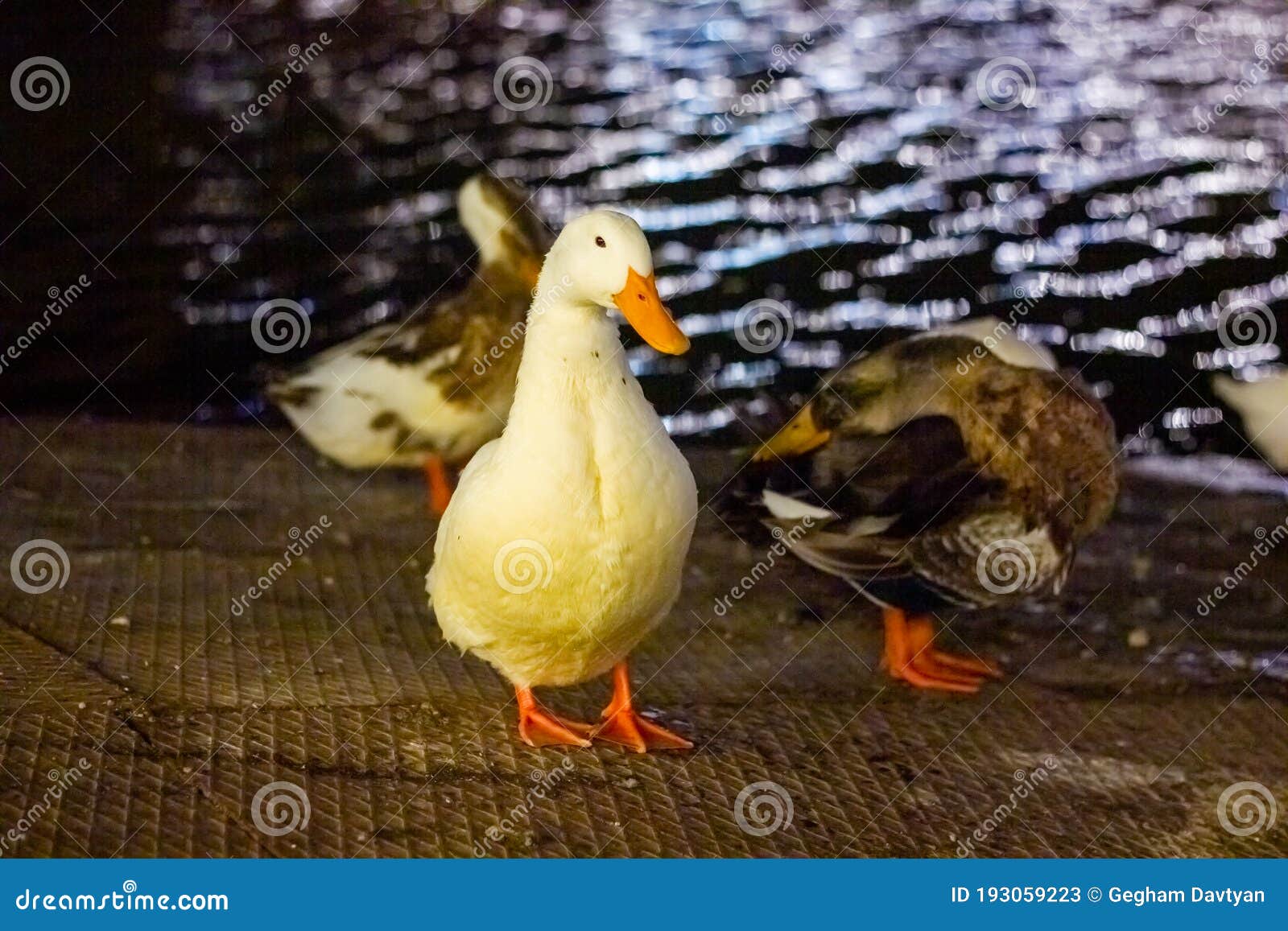 The Ducks in the Night in Park Stock Image - Image of feathers ...