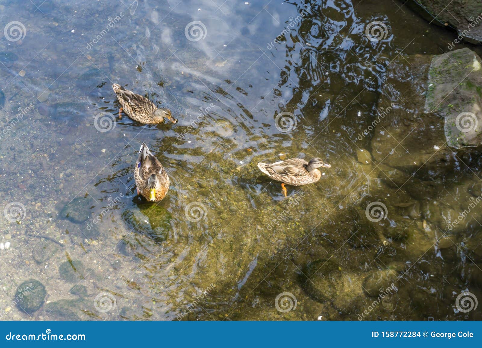 Ducks in Rocky Stream stock photo. Image of nature, paddling - 158772284