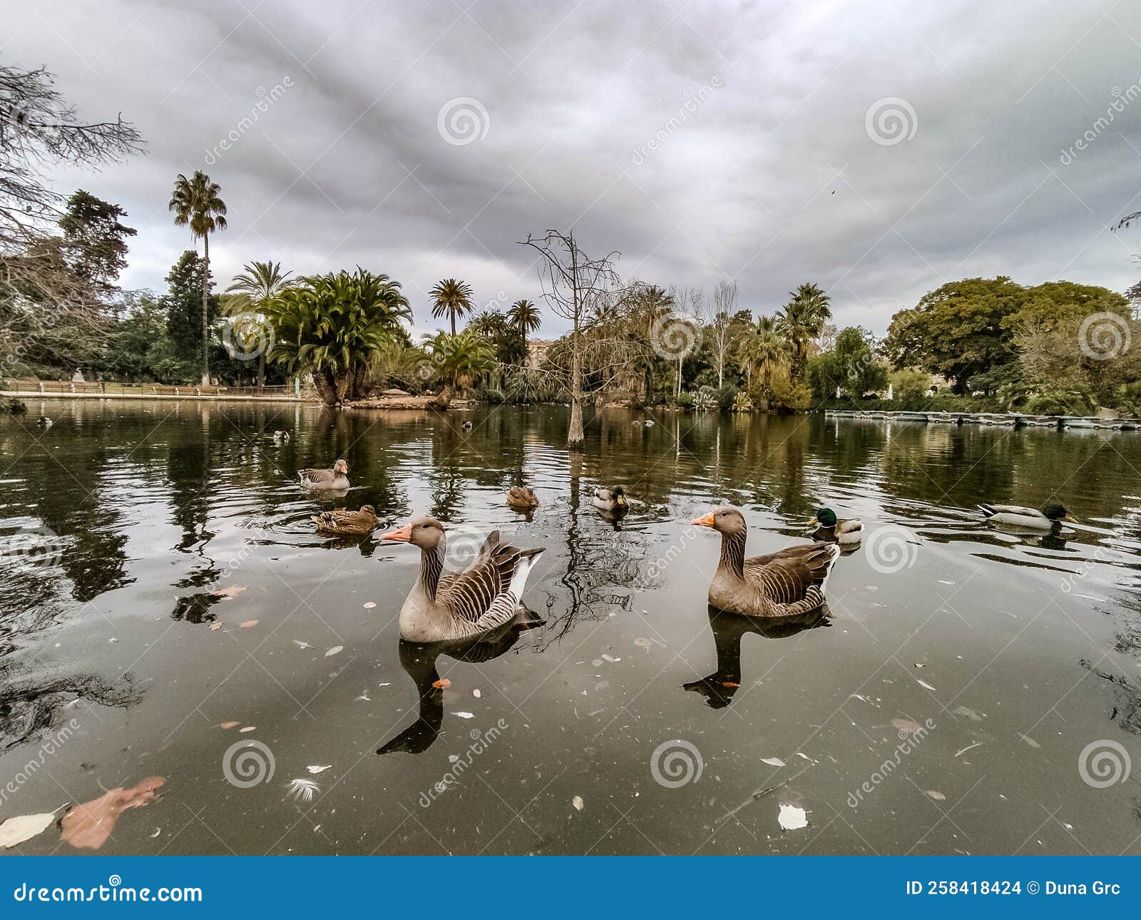 Ducks in a park stock photo. Image of mallard, wetland - 258418424