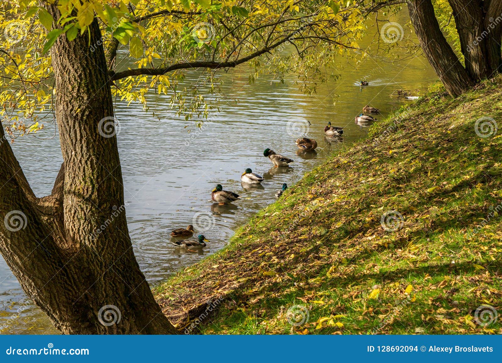 Ducks in the in the park stock photo. Image of foliage - 128692094
