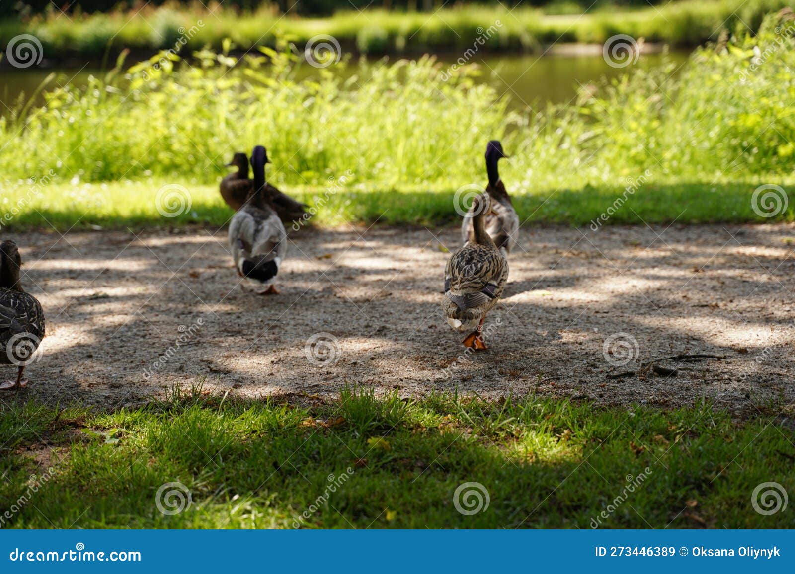 Ducks in a Park Enjoying Life Stock Image - Image of family, green ...