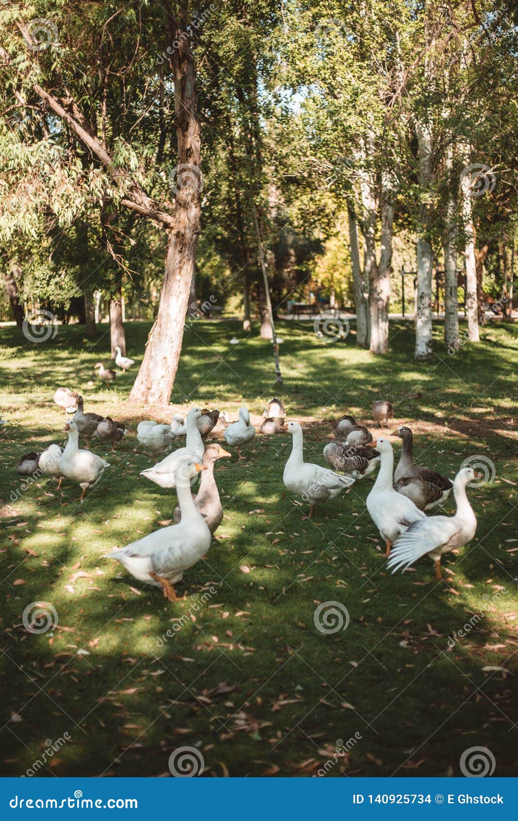Ducks in the Park Protecting Their Ducklings Stock Photo - Image of ...