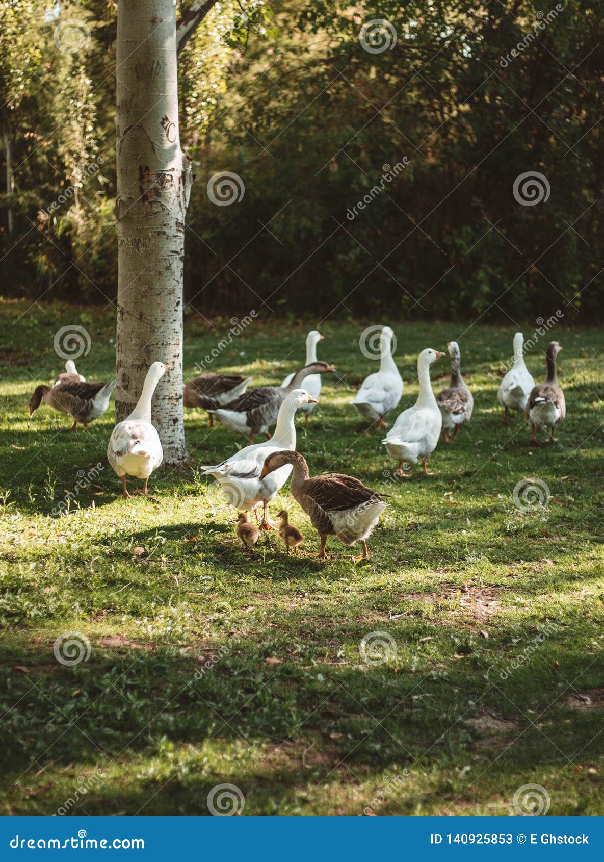 Ducks in the Park Protecting Their Ducklings Stock Image - Image of ...