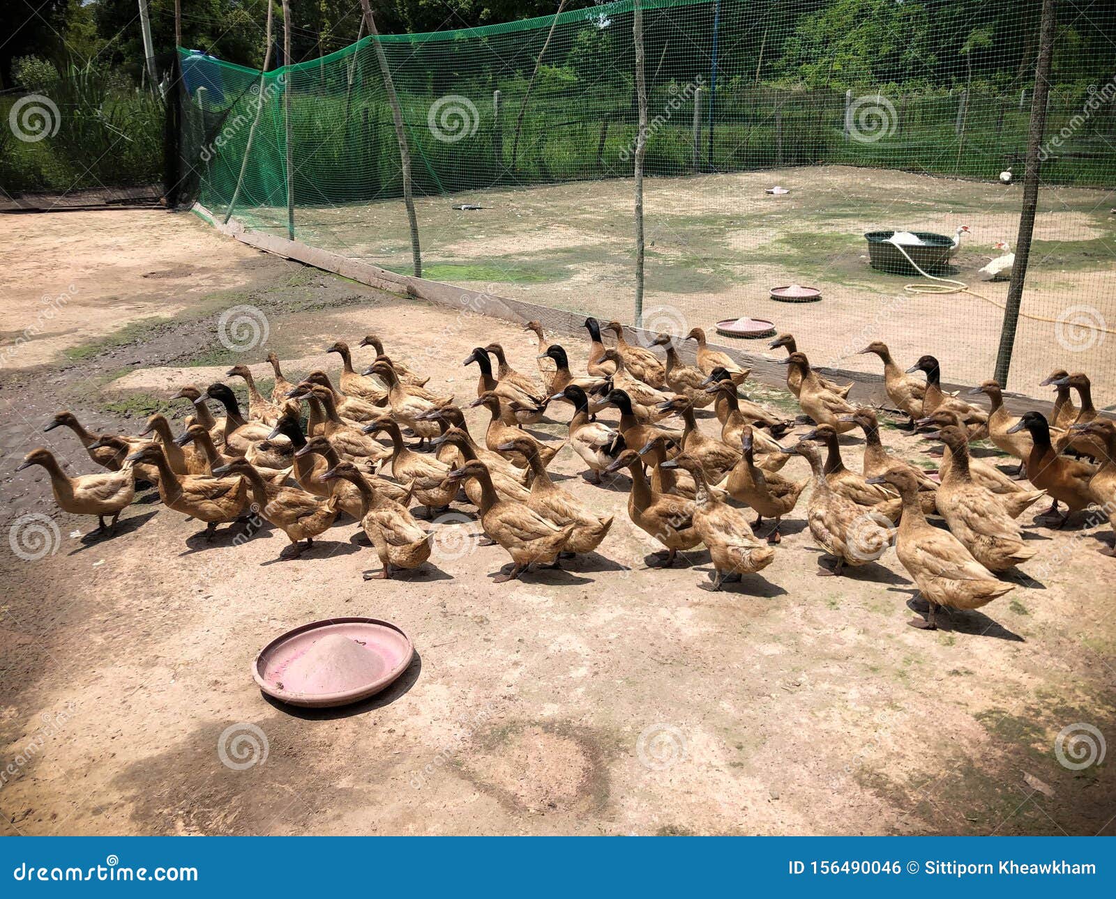 Ducks in the Park stock photo. Image of duckling, beak - 156490046