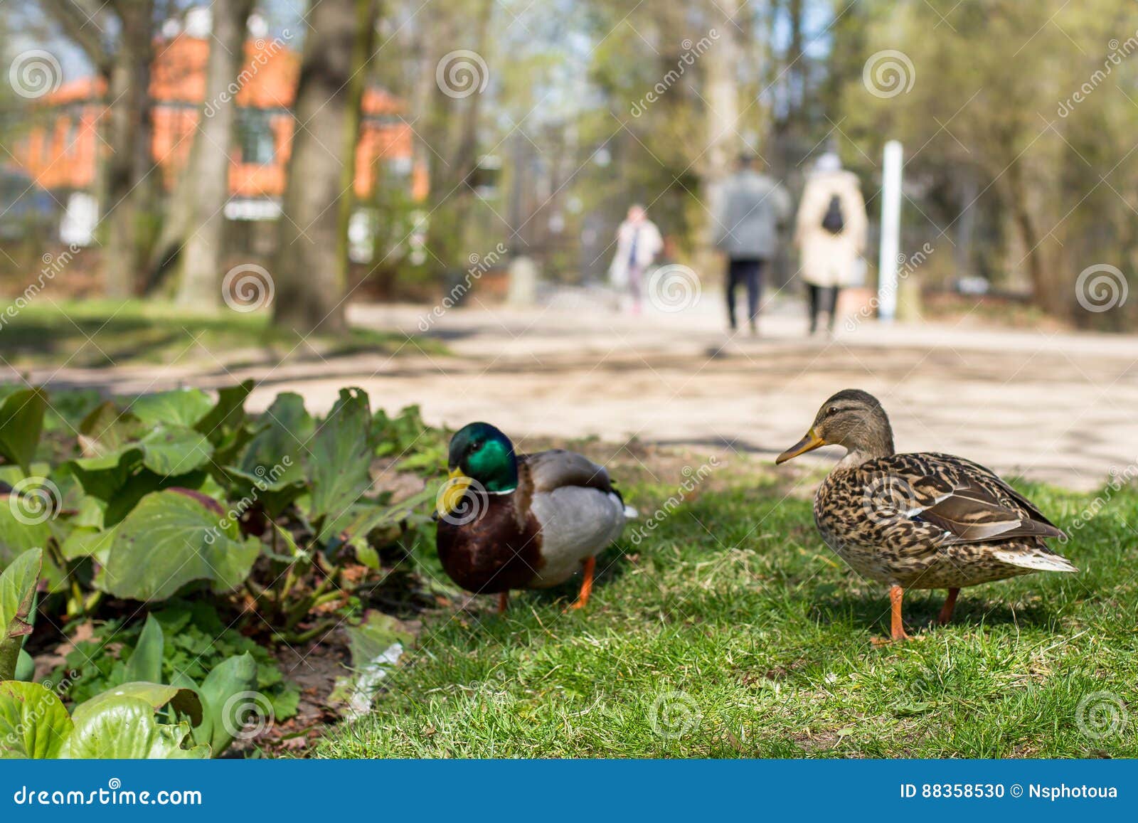 Ducks in the park stock photo. Image of grass, people - 88358530