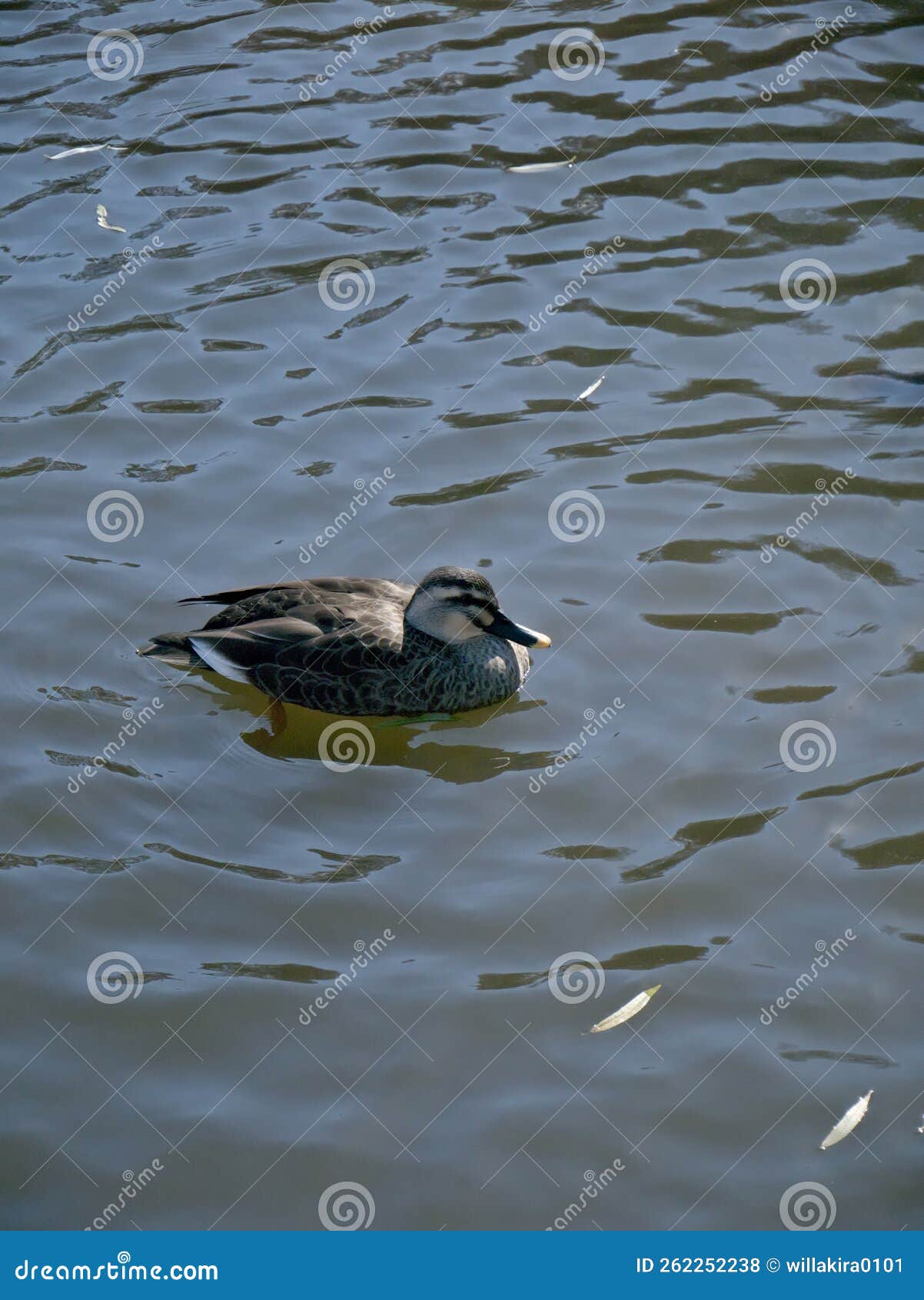 Ducks Passing in Front of Me Stock Photo - Image of bird, waterfowl ...
