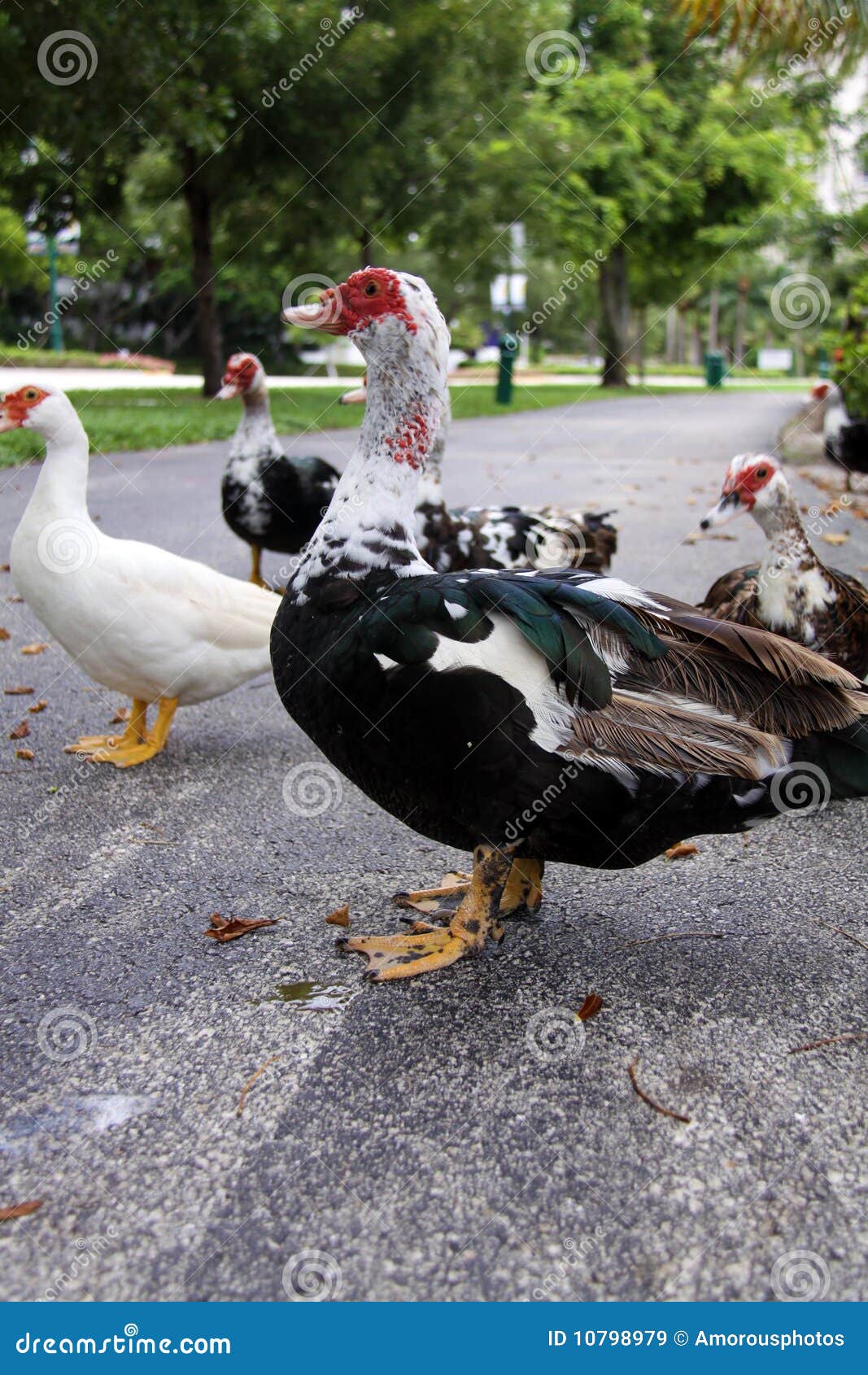 Two Ducks In A Path Walking In A Village And A White Small House Behind ...