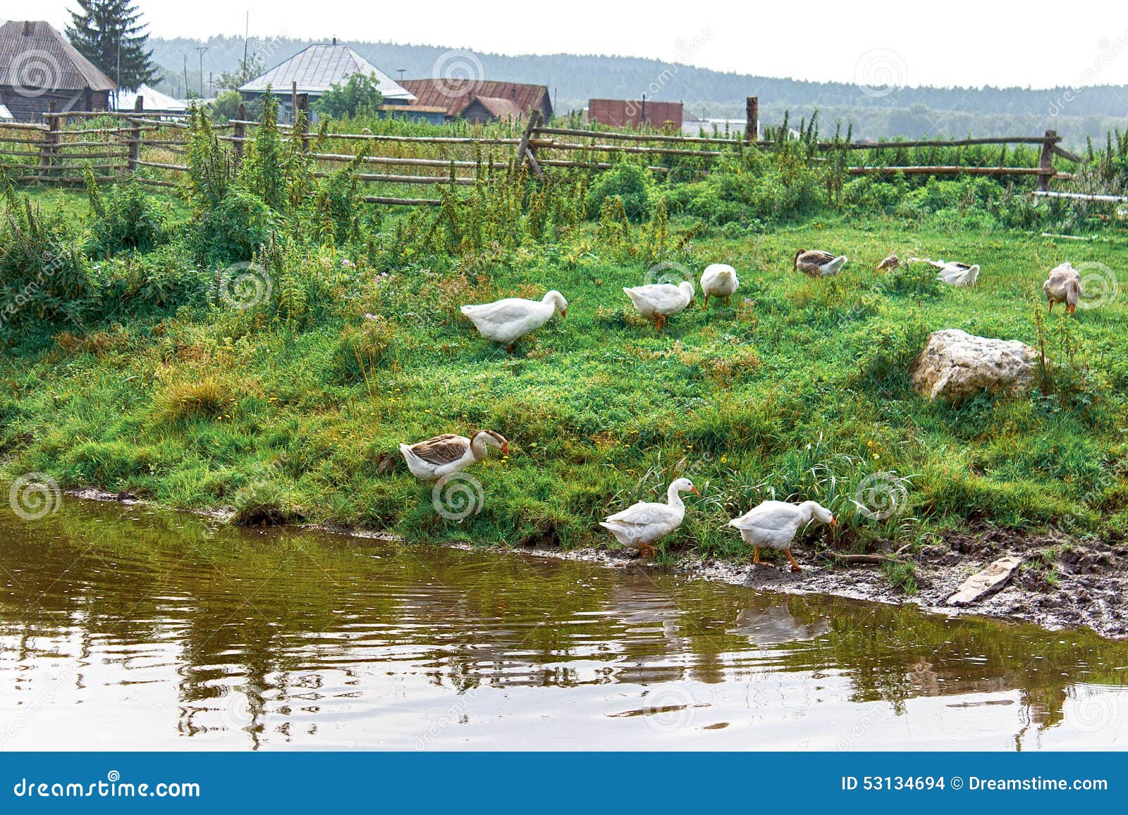 Ducks stock photo. Image of strolling, hamlet, fragrant - 53134694