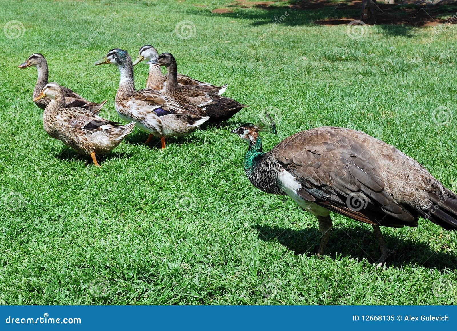 Ducks and peacock stock image. Image of flock, poultry - 12668135