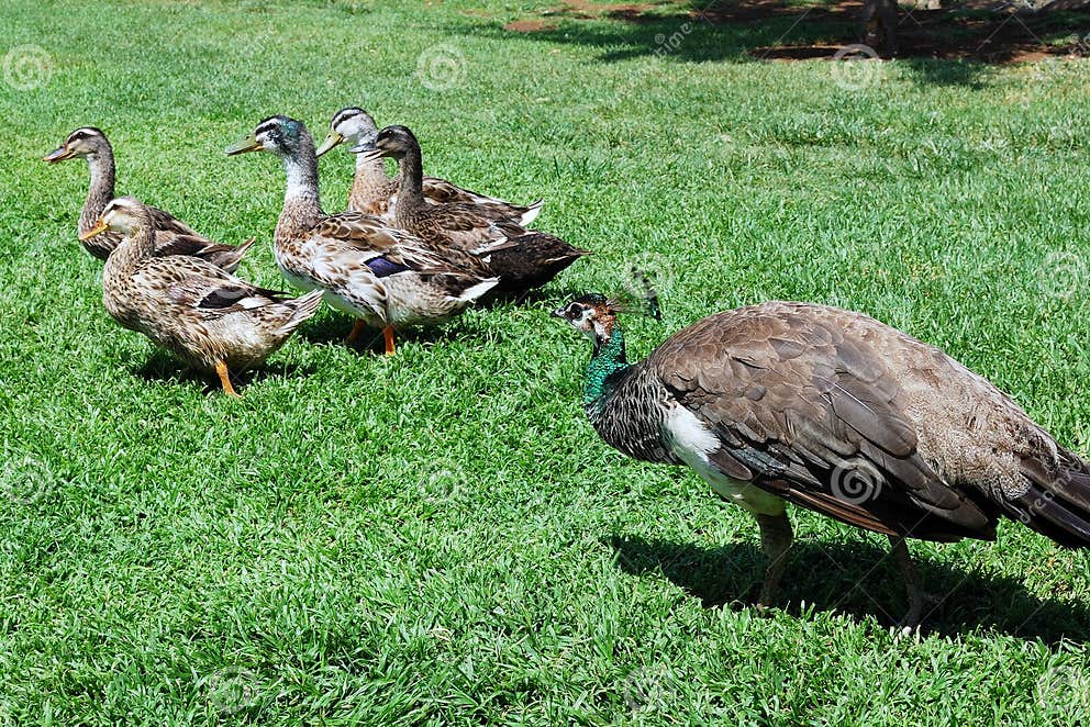 Ducks and peacock stock image. Image of flock, poultry - 12668135