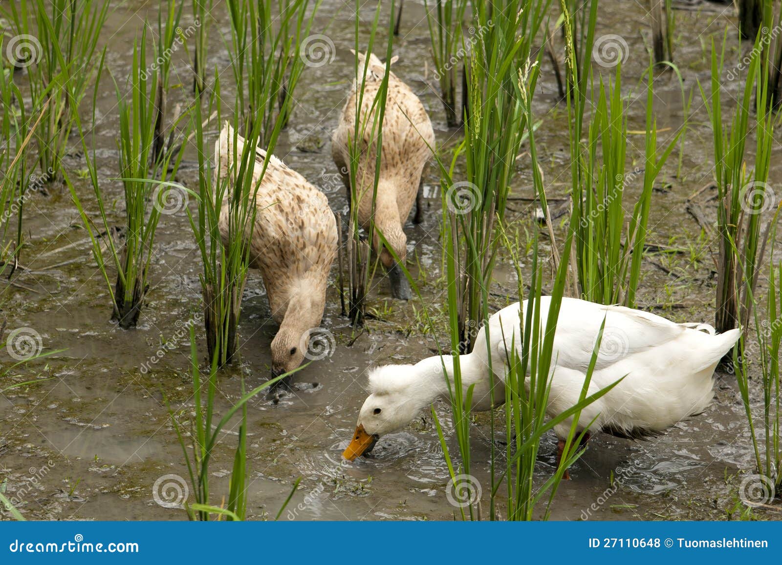 Ducks Pecking at a Rice Paddy Stock Photo - Image of rural, horizontal ...