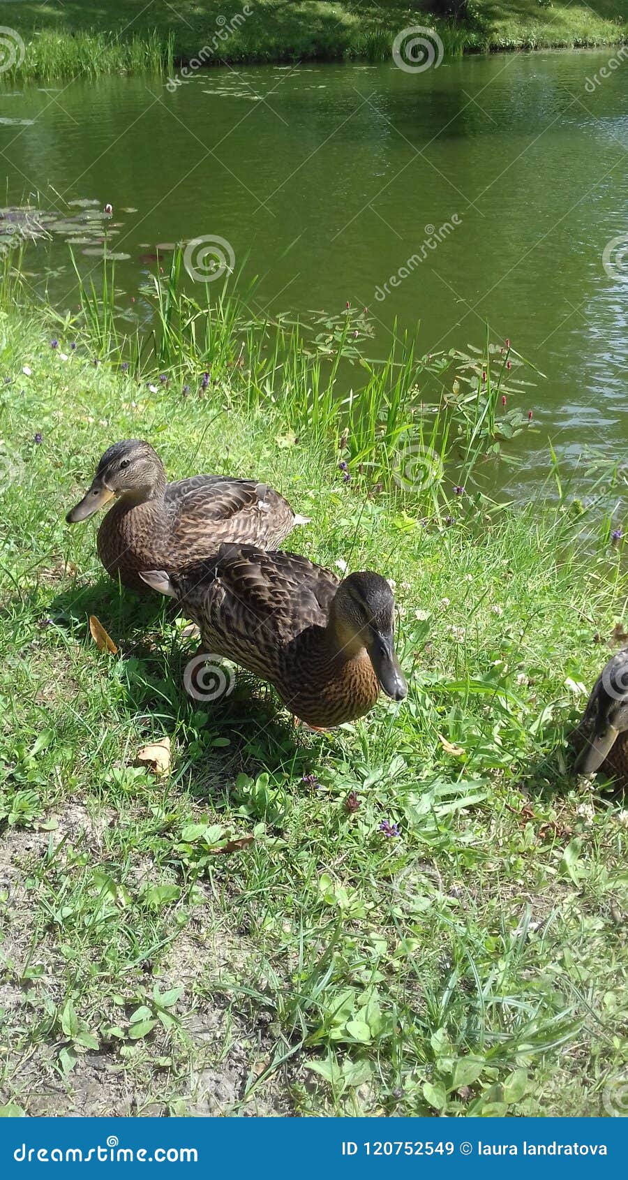DUCKS stock image. Image of eating, peek, duck, ducks - 120752549