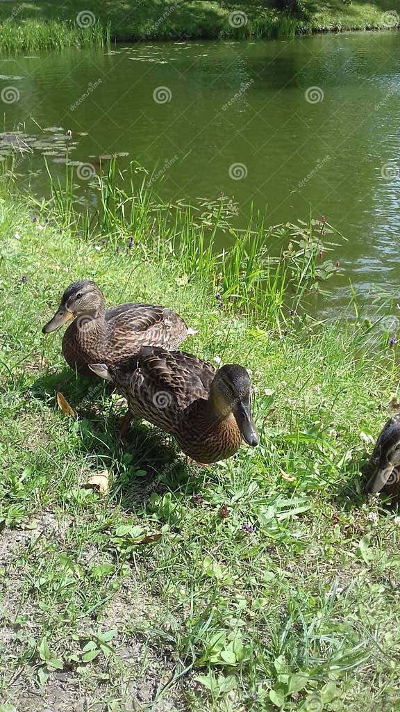 DUCKS stock image. Image of eating, peek, duck, ducks - 120752549