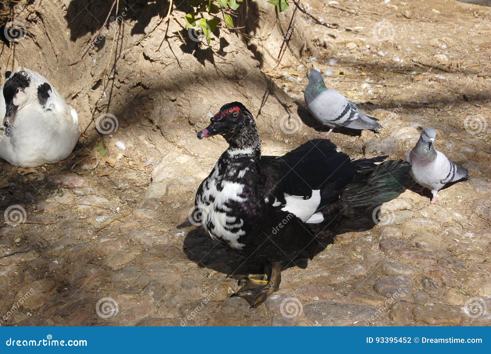 Ducks and pigeons stock photo. Image of beak, cute, closeup - 93395452