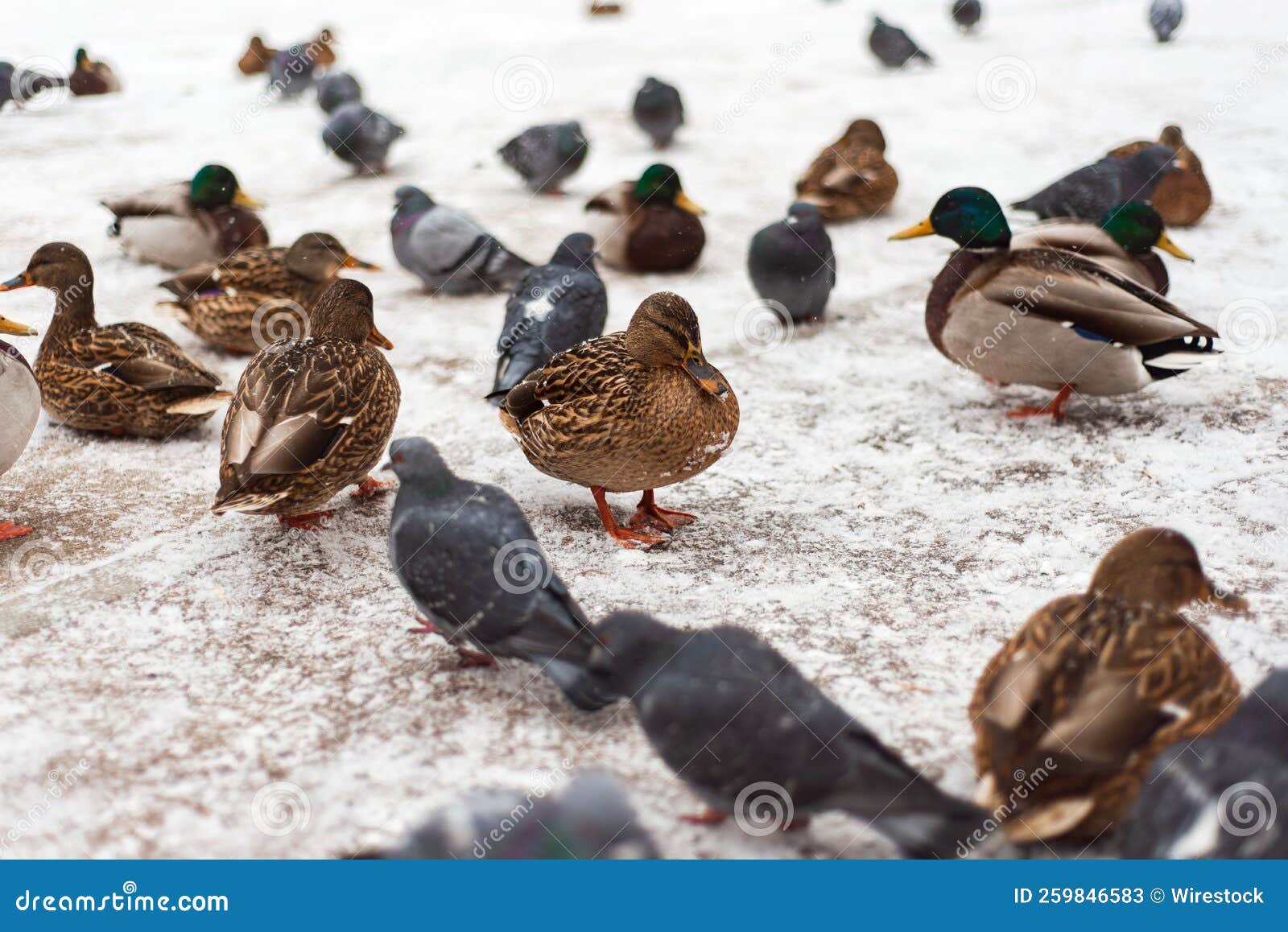 Ducks and Pigeons on a Cold Snowy Shore Stock Image - Image of pigeons ...