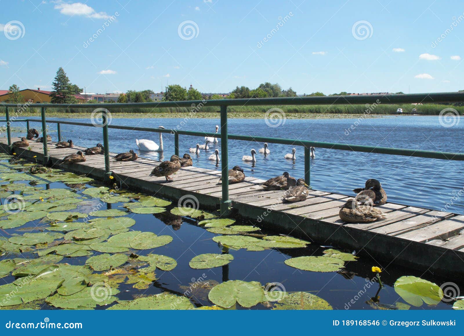Ducks on Platform Watching Swans Flowing. Stock Photo - Image of ...