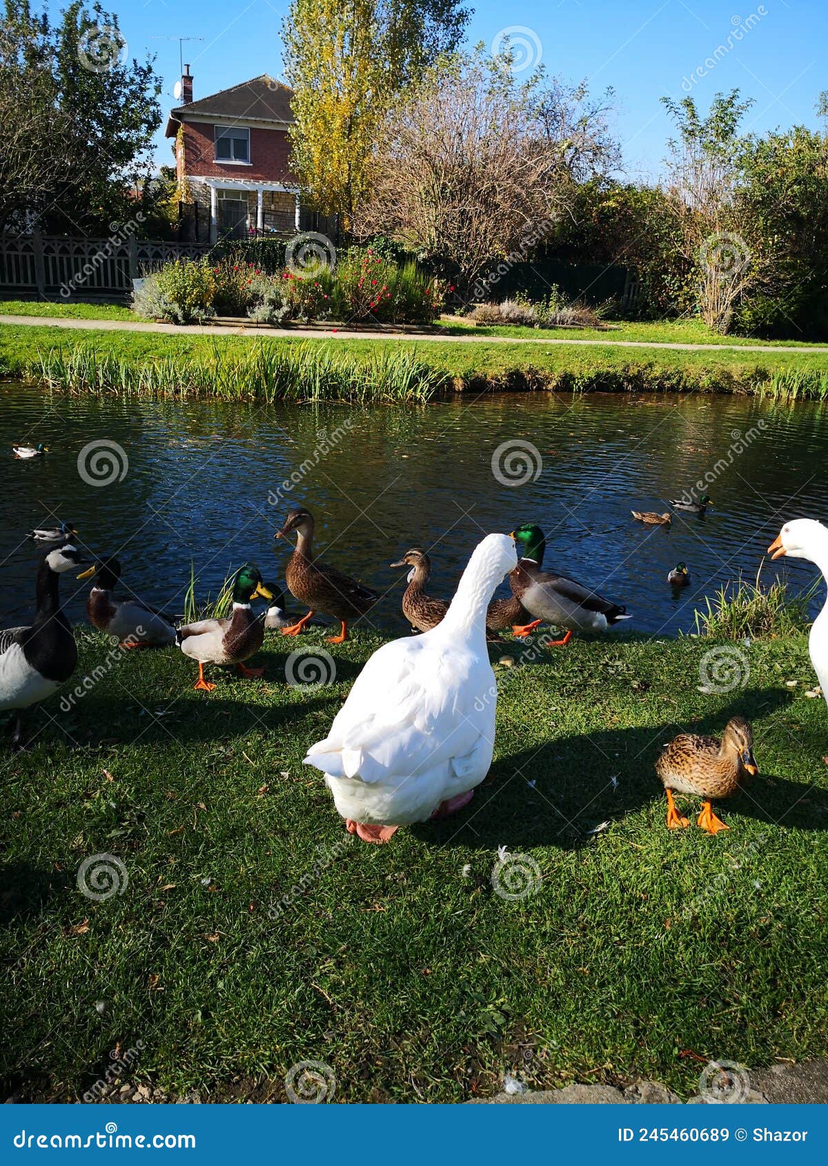 Ducks are playing stock image. Image of play, garden - 245460689