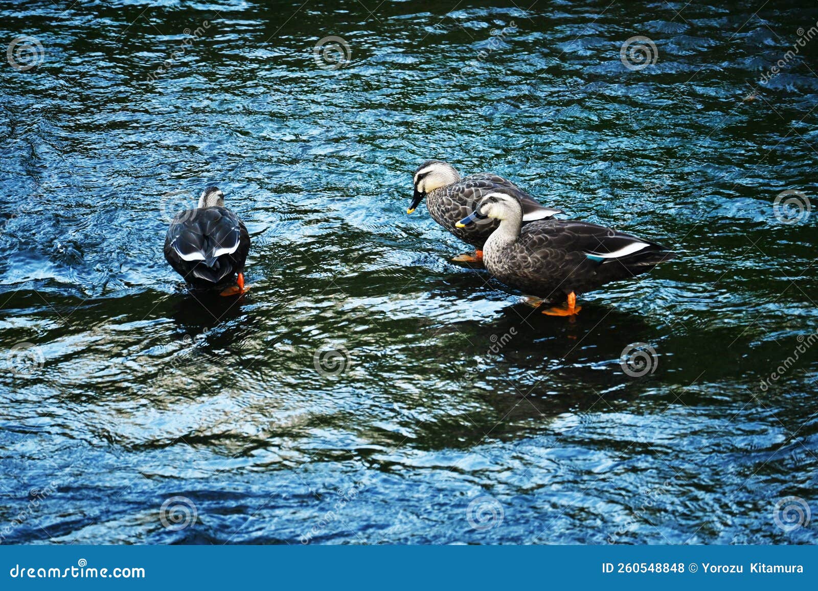 Ducks Playing in the Water. Stock Photo - Image of pond, view: 260548848