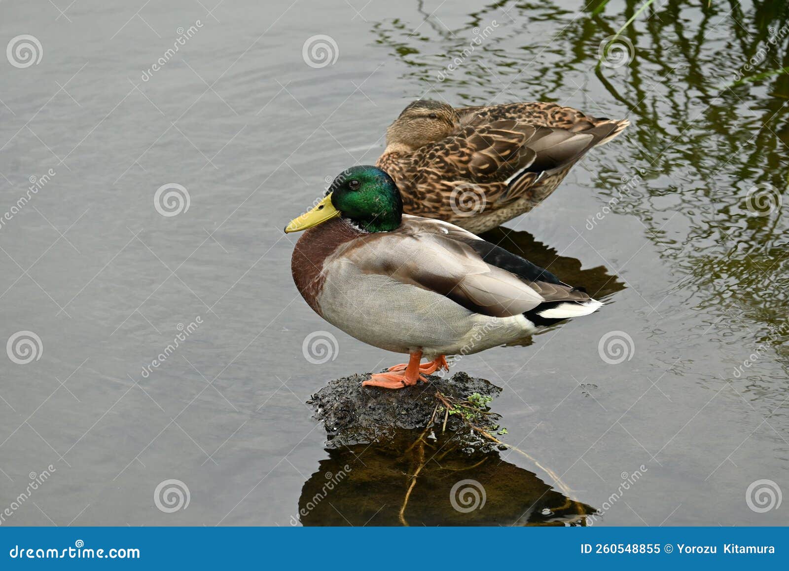Ducks Playing in the Water. Stock Image - Image of view, outdoors ...