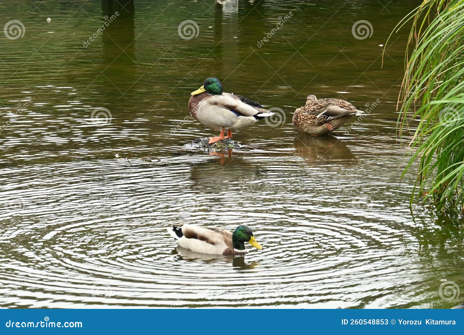 Ducks Playing in the Water. Stock Image - Image of outdoor, animals ...