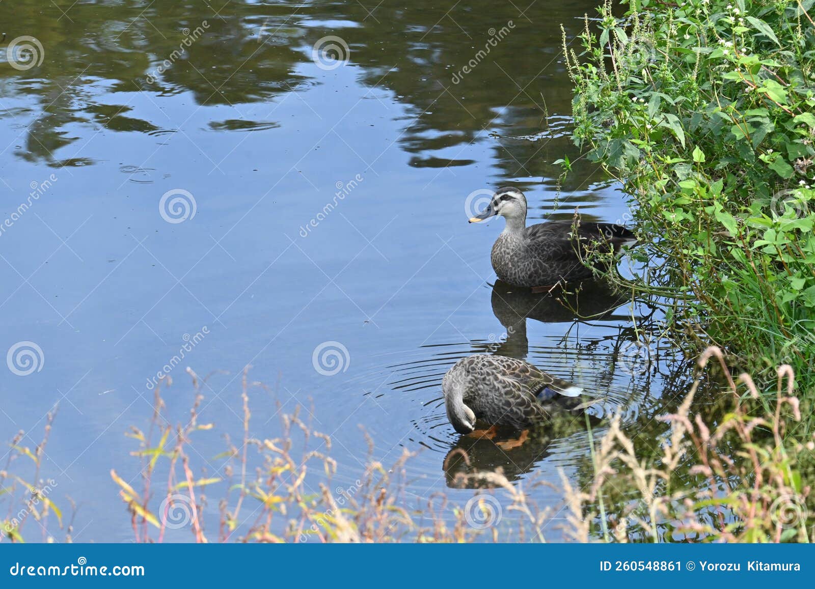 Ducks Playing in the Water. Stock Image - Image of beauty, pond: 260548861