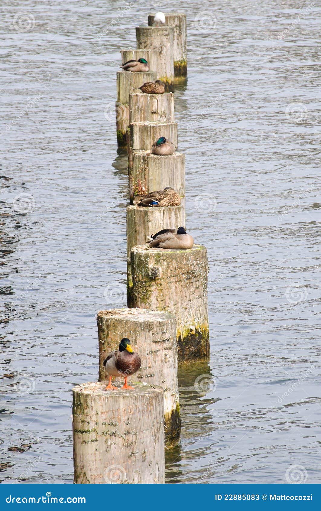 Ducks on poles stock image. Image of flock, brown, duck - 22885083