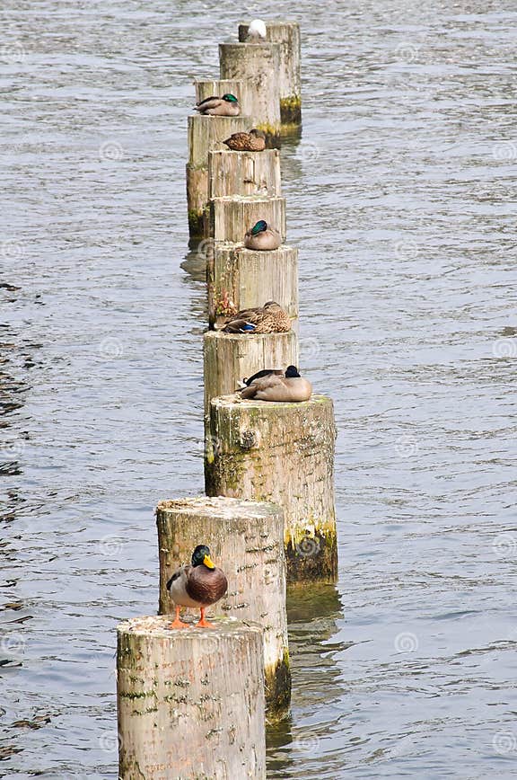 Ducks on poles stock image. Image of flock, brown, duck - 22885083