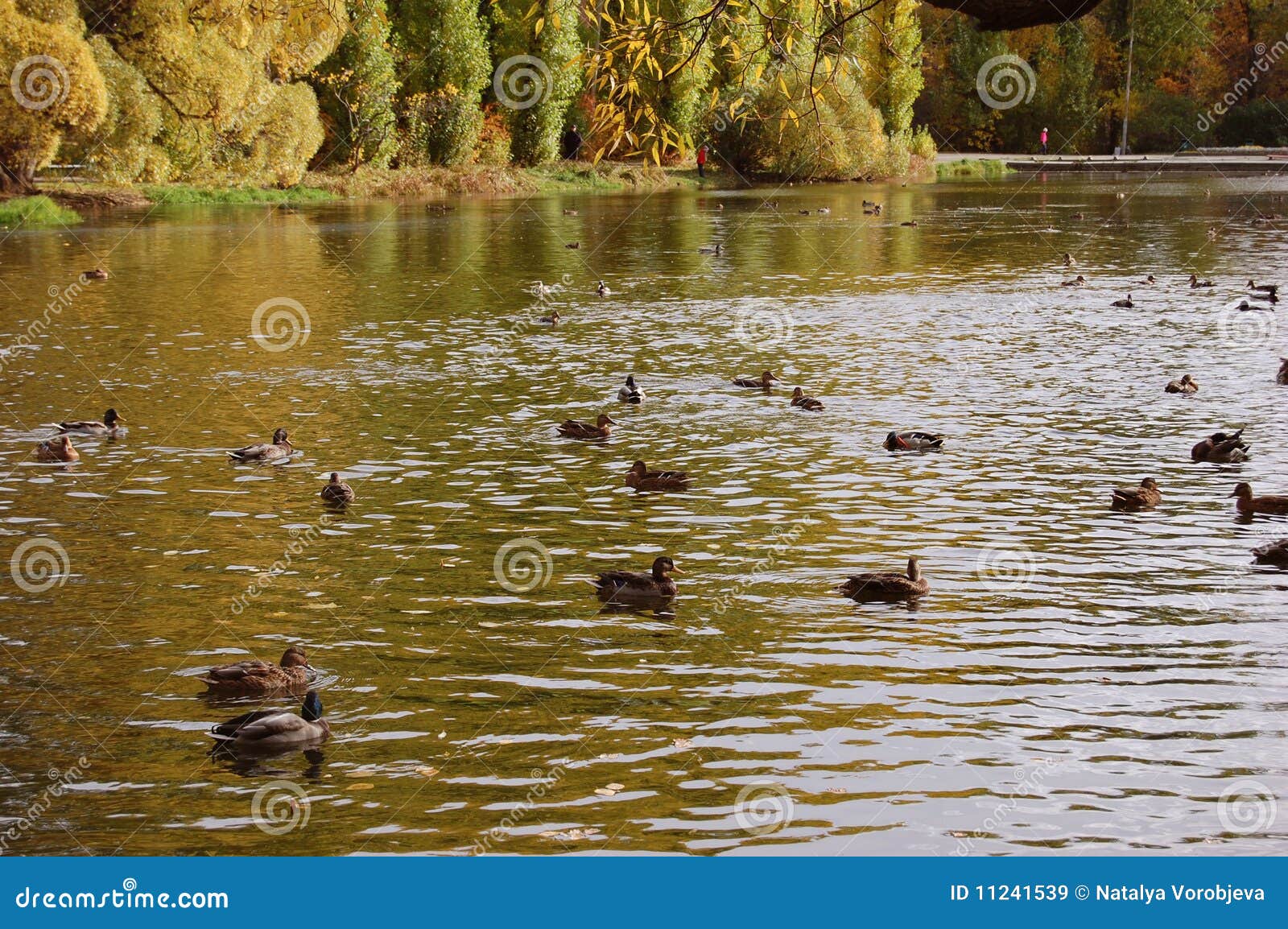 Ducks on a pond stock image. Image of leaves, duck, calmness - 11241539