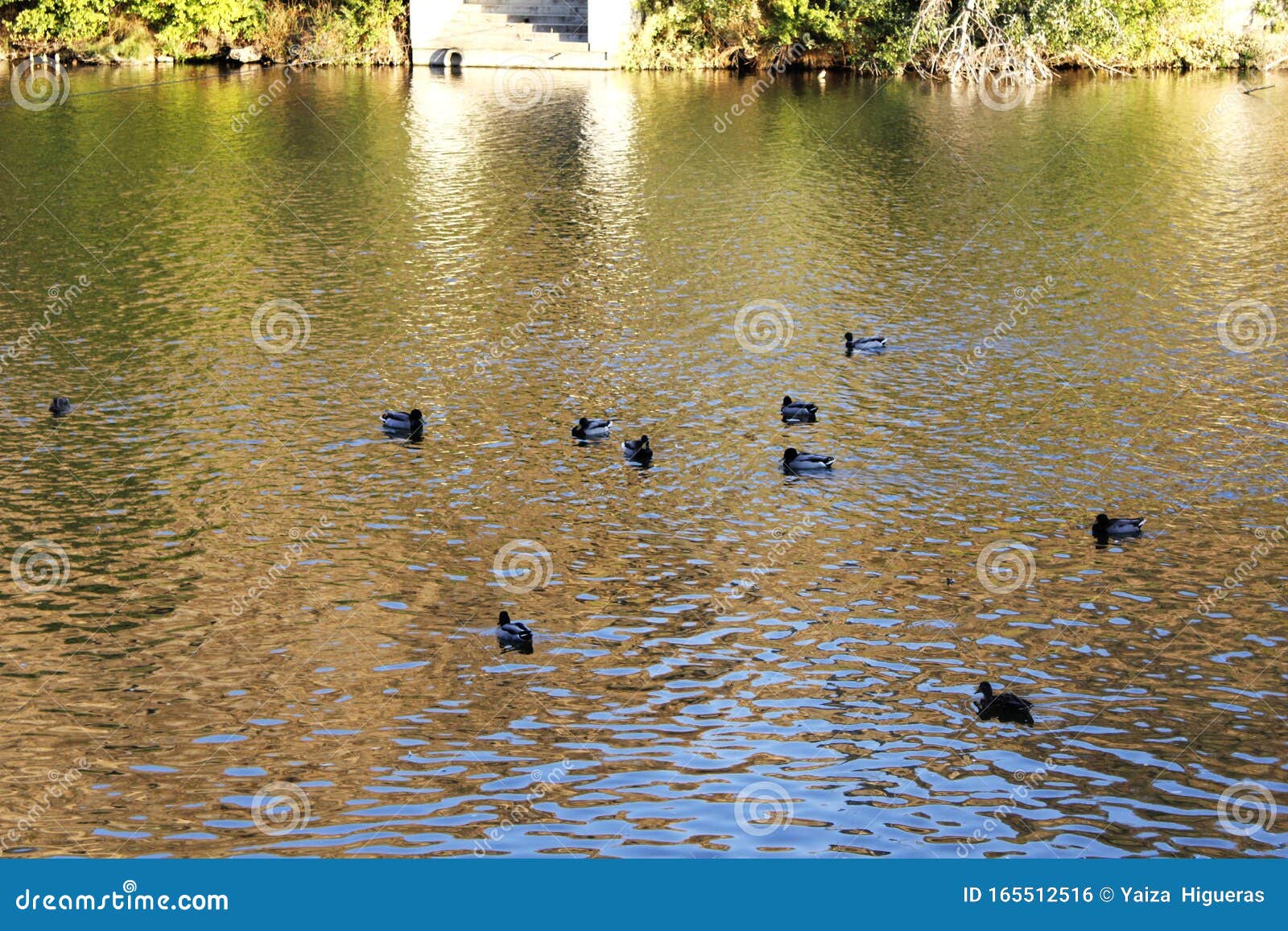 Ducks into pond stock photo. Image of mallardducks, ornithology - 165512516