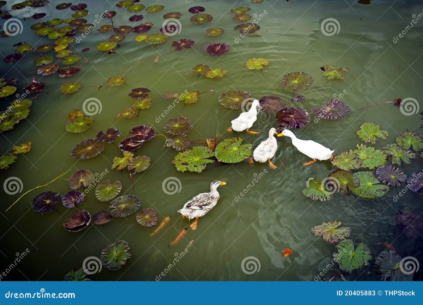 Ducks on Pond stock image. Image of lake, langkawi, flower - 20405883