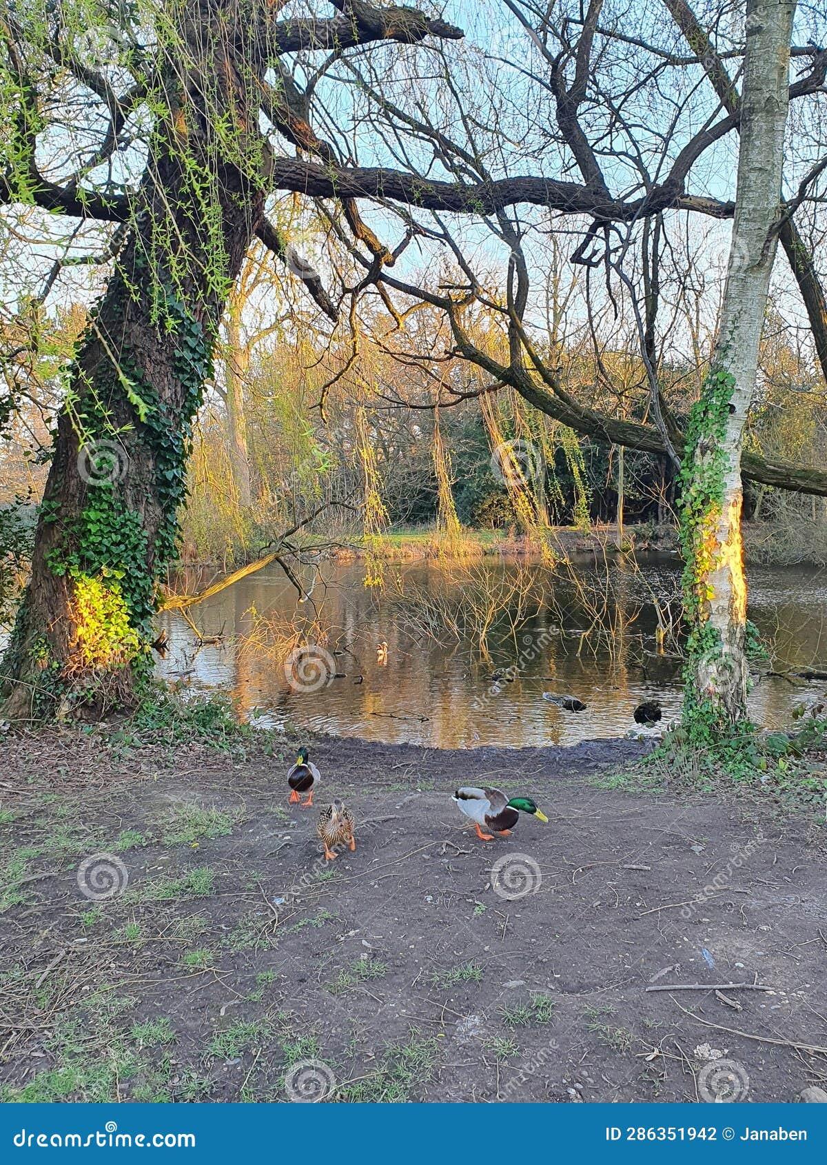 Ducks by the pond stock photo. Image of reflection, waterway - 286351942