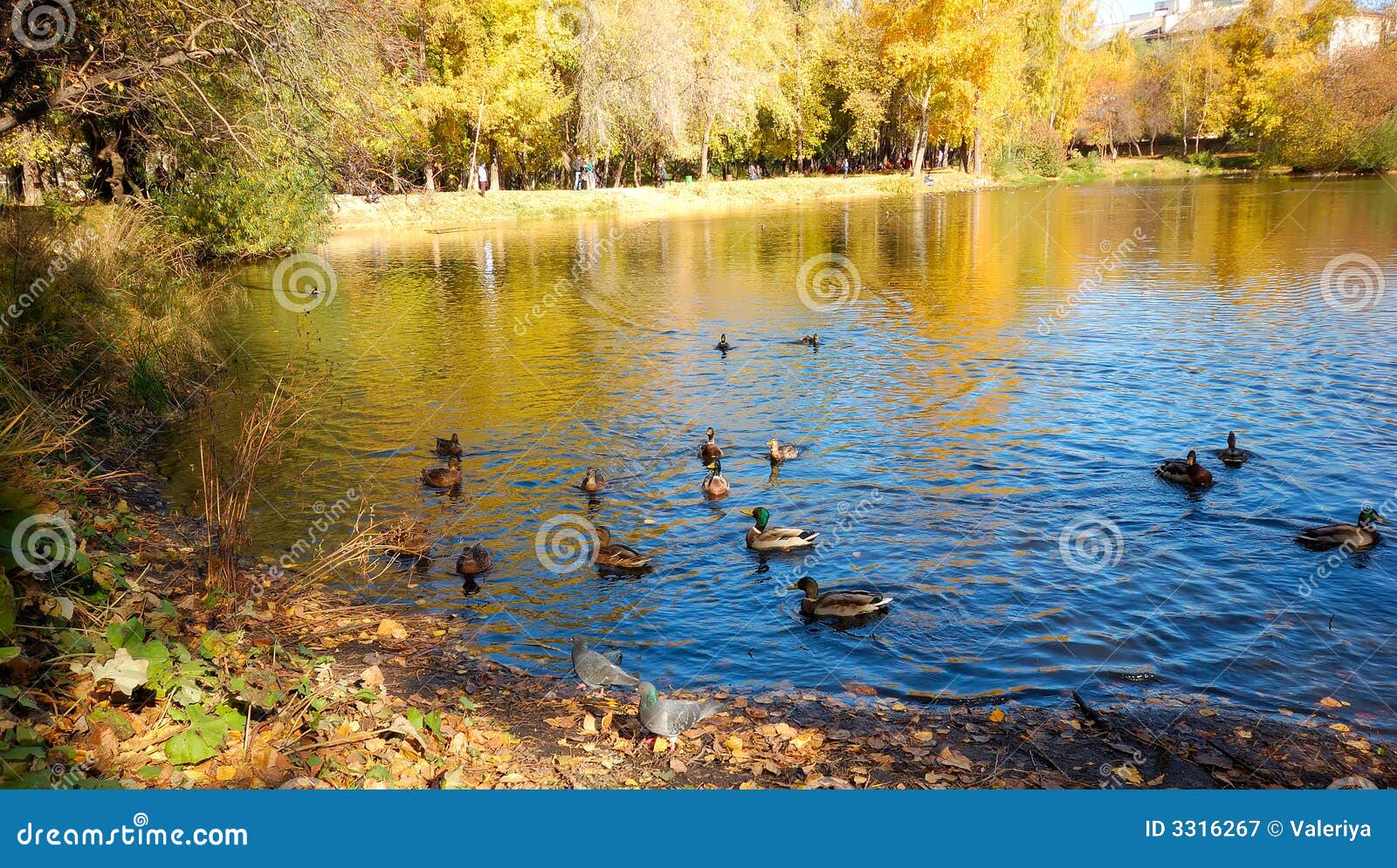 Ducks on the Pond stock image. Image of autumn, family - 3316267