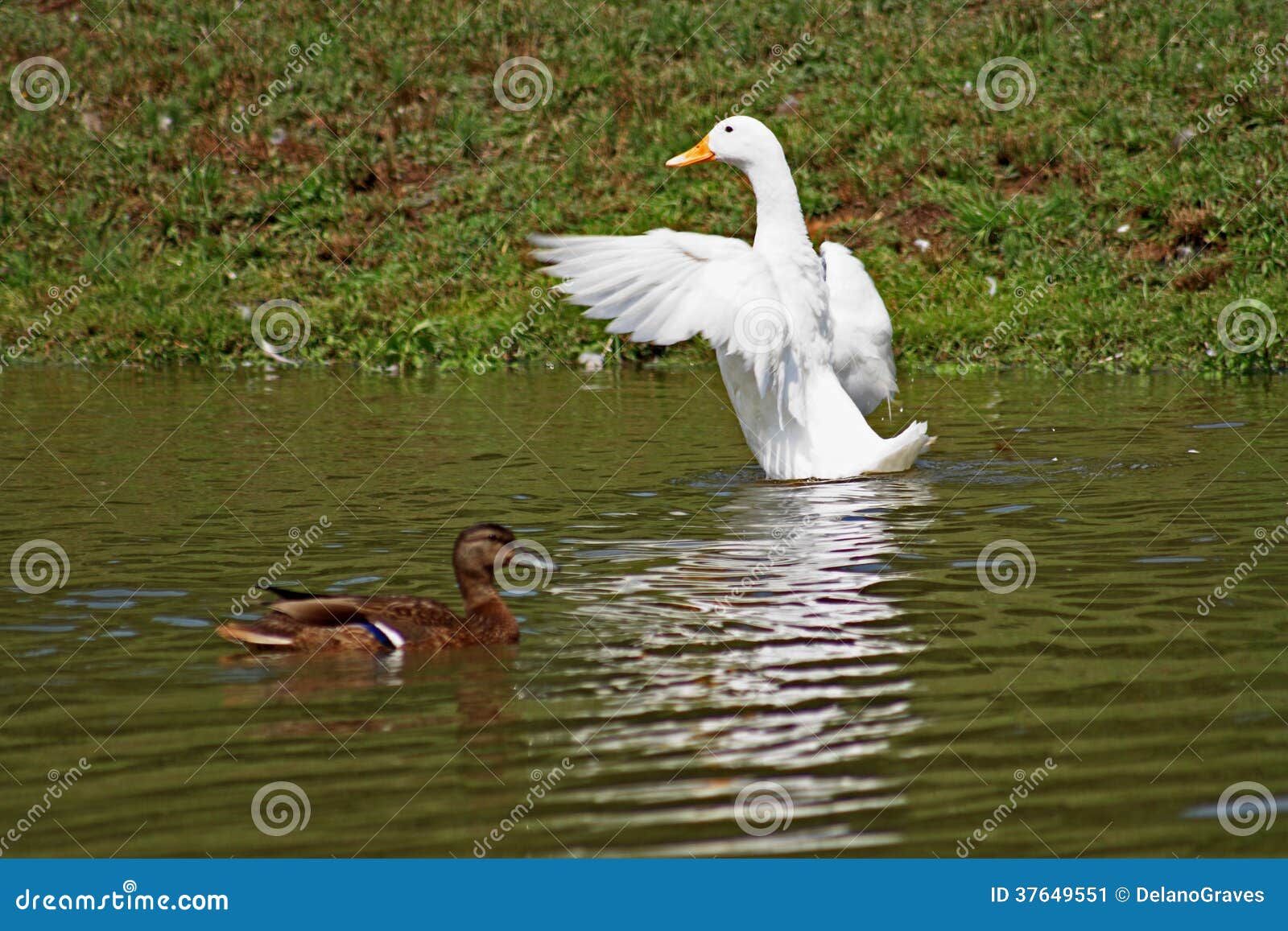 Ducks on Pond One Preening a Horizontal Photo, Photograph Stock Image ...